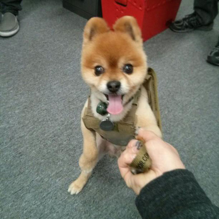 ASGI Job Openings, Live Show & Giveaway | Popular Airsoft: Welcome To ...