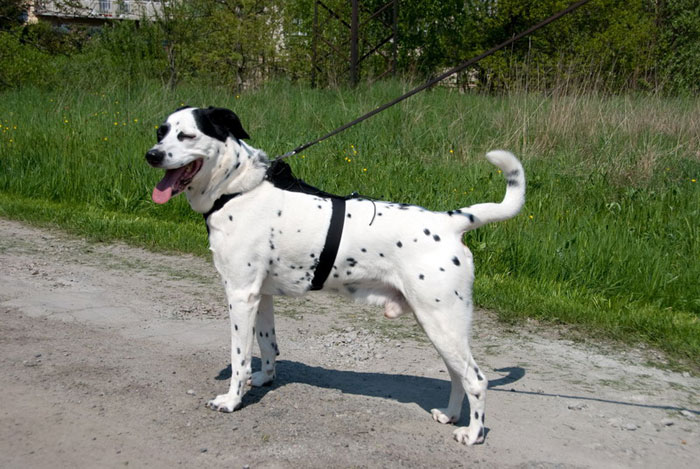 K9 Harnesses & Vests From SAGear | Popular Airsoft: Welcome To The ...