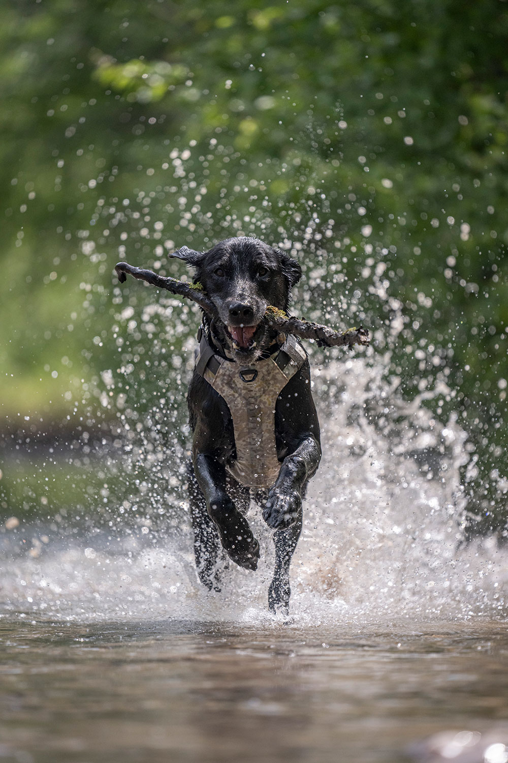 5.11 Tactical Announces K9 Collections | Popular Airsoft: Welcome To ...